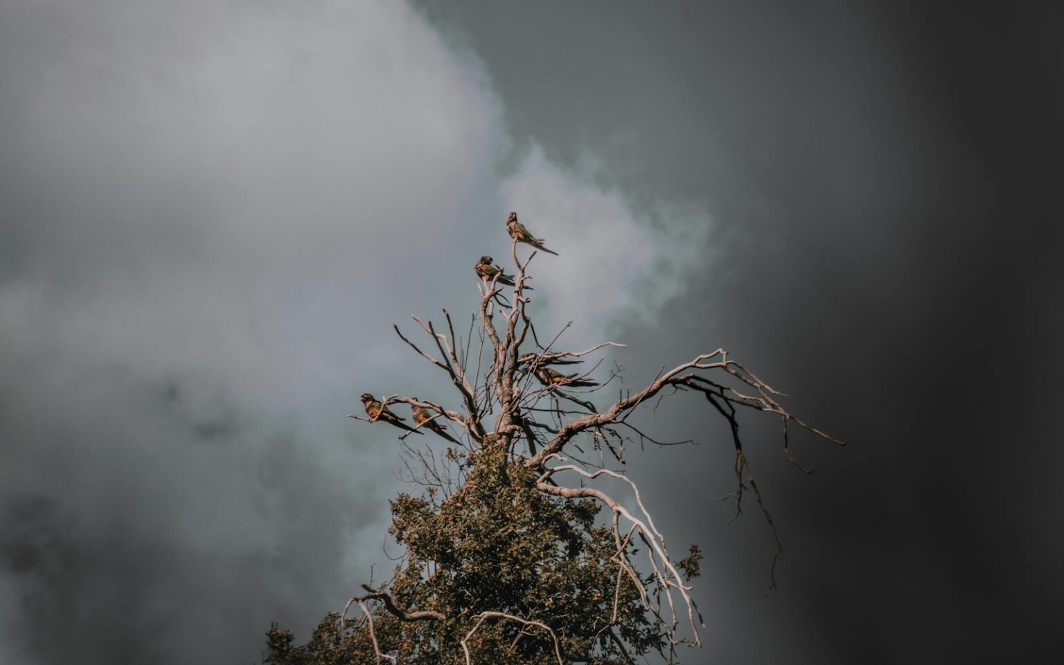 How Birds Detect Storms Before They Happen - bird-life.com