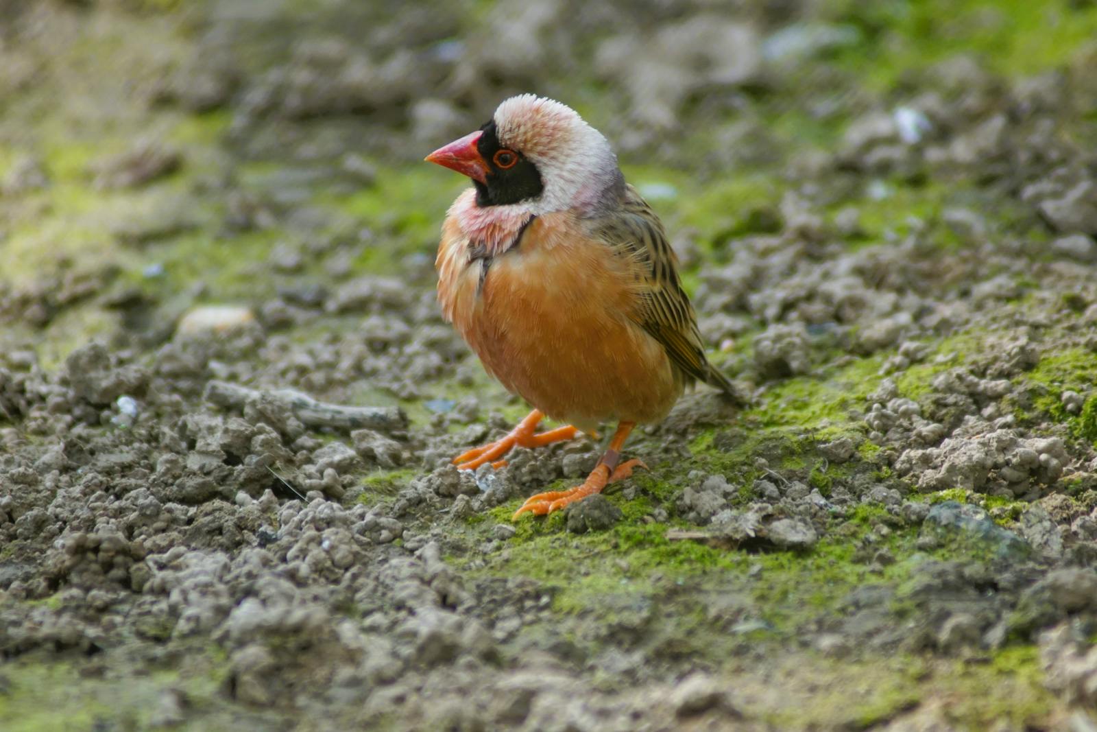 The Birds That Live in Giant Colonies of Thousands - bird-life.com