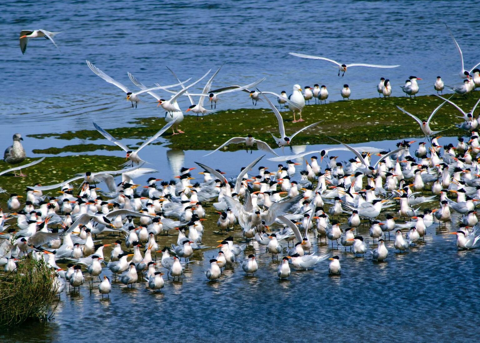 Why Some Birds Travel in Mixed-Species Flocks - bird-life.com