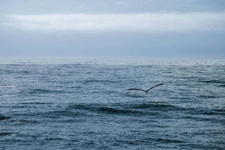 The Bird That Glides for Hours Over the Ocean - bird-life.com