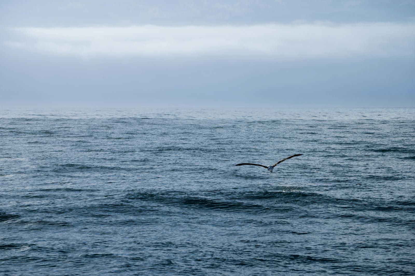 The Bird That Glides for Hours Over the Ocean - bird-life.com