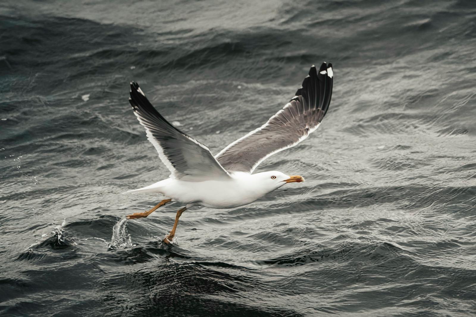 How Birds Use Their Nostrils While Flying - bird-life.com