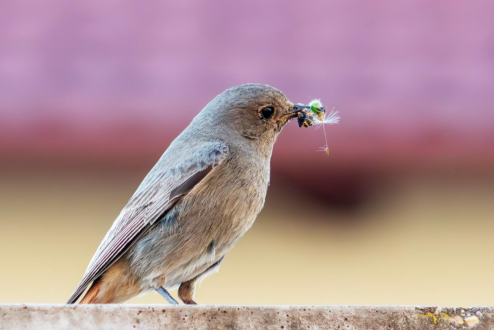 How to Tell if a Bird Is Stressed or Sick - bird-life.com