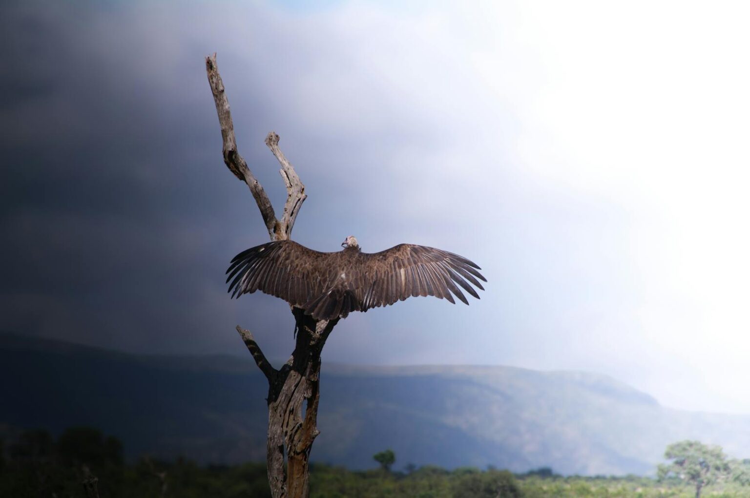 The Bird That Eats Bone Marrow - bird-life.com
