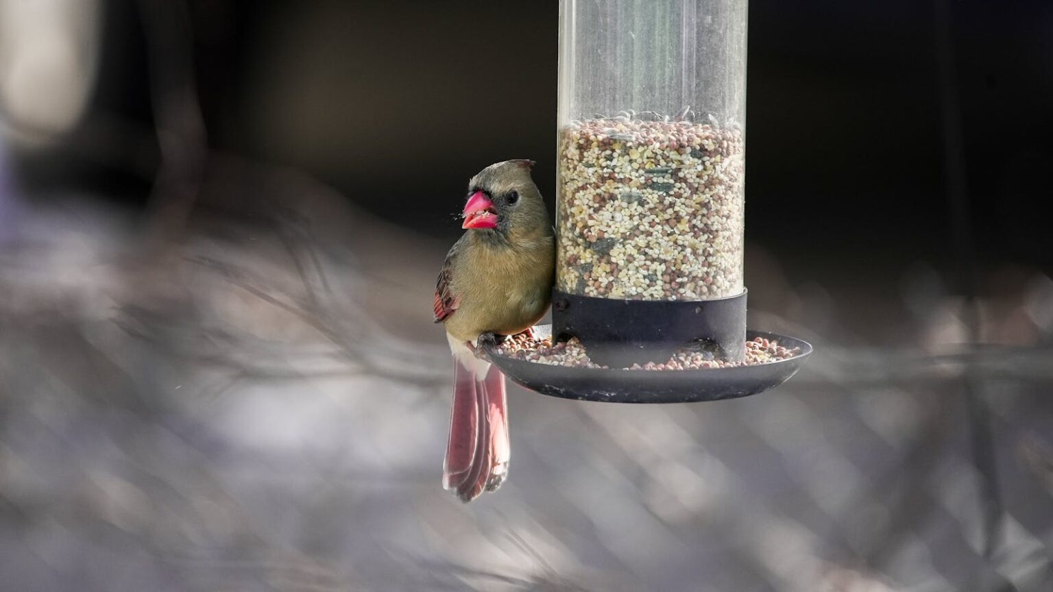 How to Make Your Own No-Spill Bird Feeder - bird-life.com