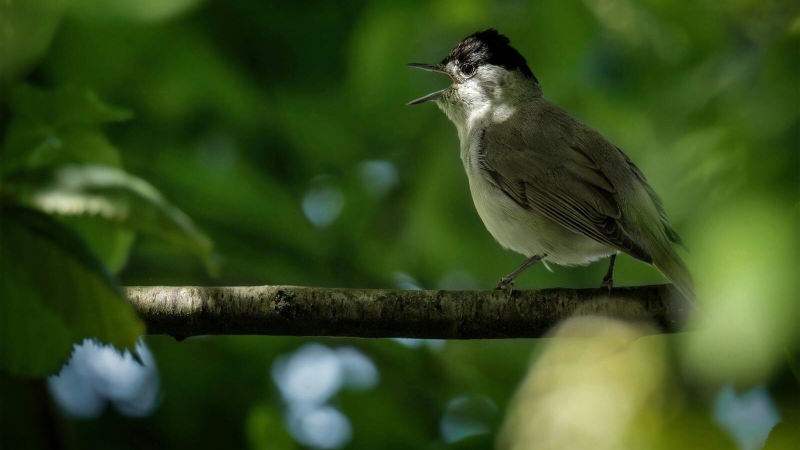 Why You Should Pay Attention to The Best Times to Watch Morning ...