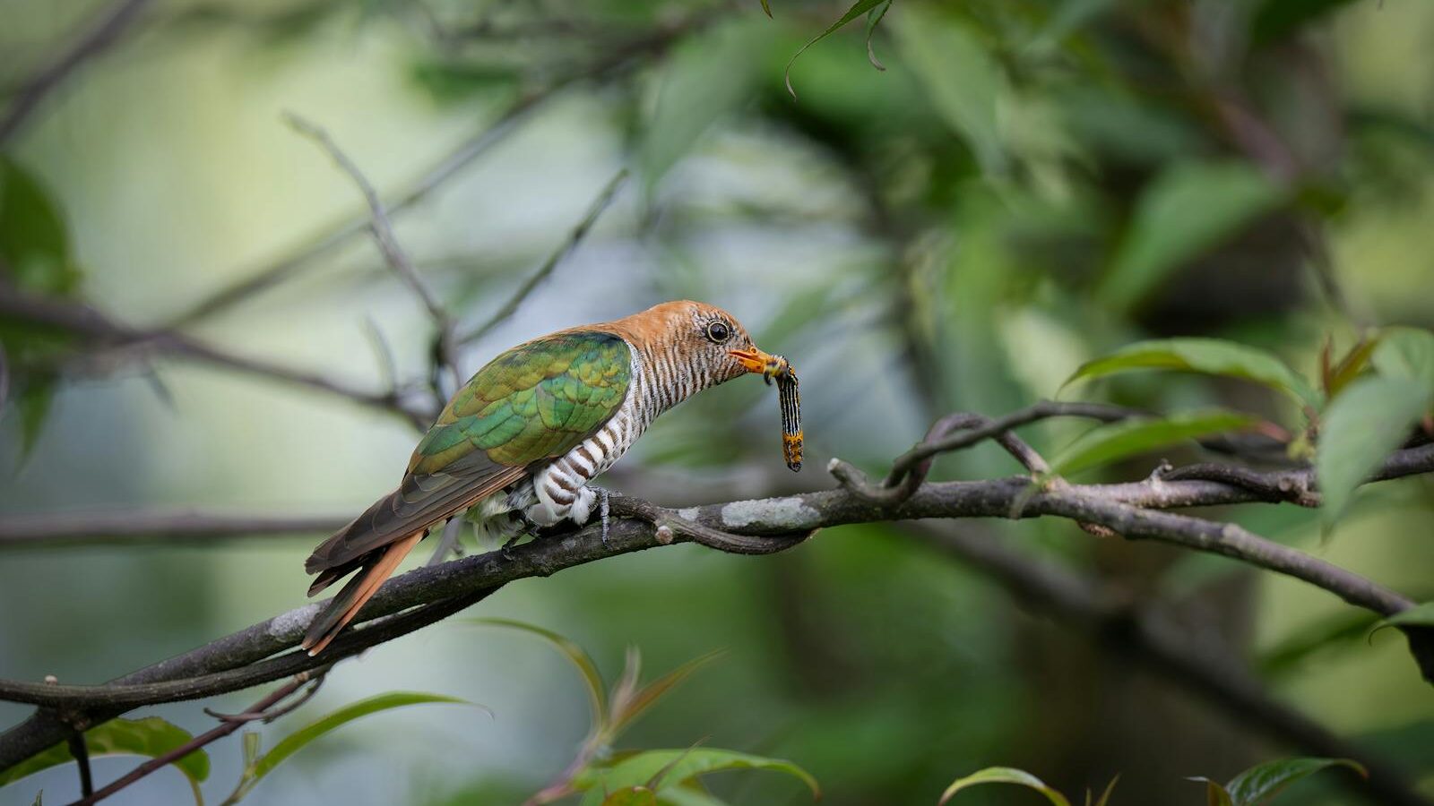 Why Some Birds Prefer Seed While Others Want Insects - bird-life.com