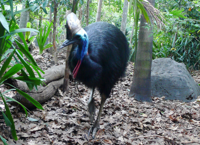 Why the Cassowary Is the Most Dangerous Bird on Earth - bird-life.com