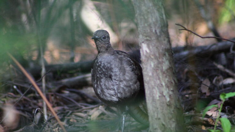 The Ultimate Guide to Understanding Lyrebird Mimicry Abilities - bird ...