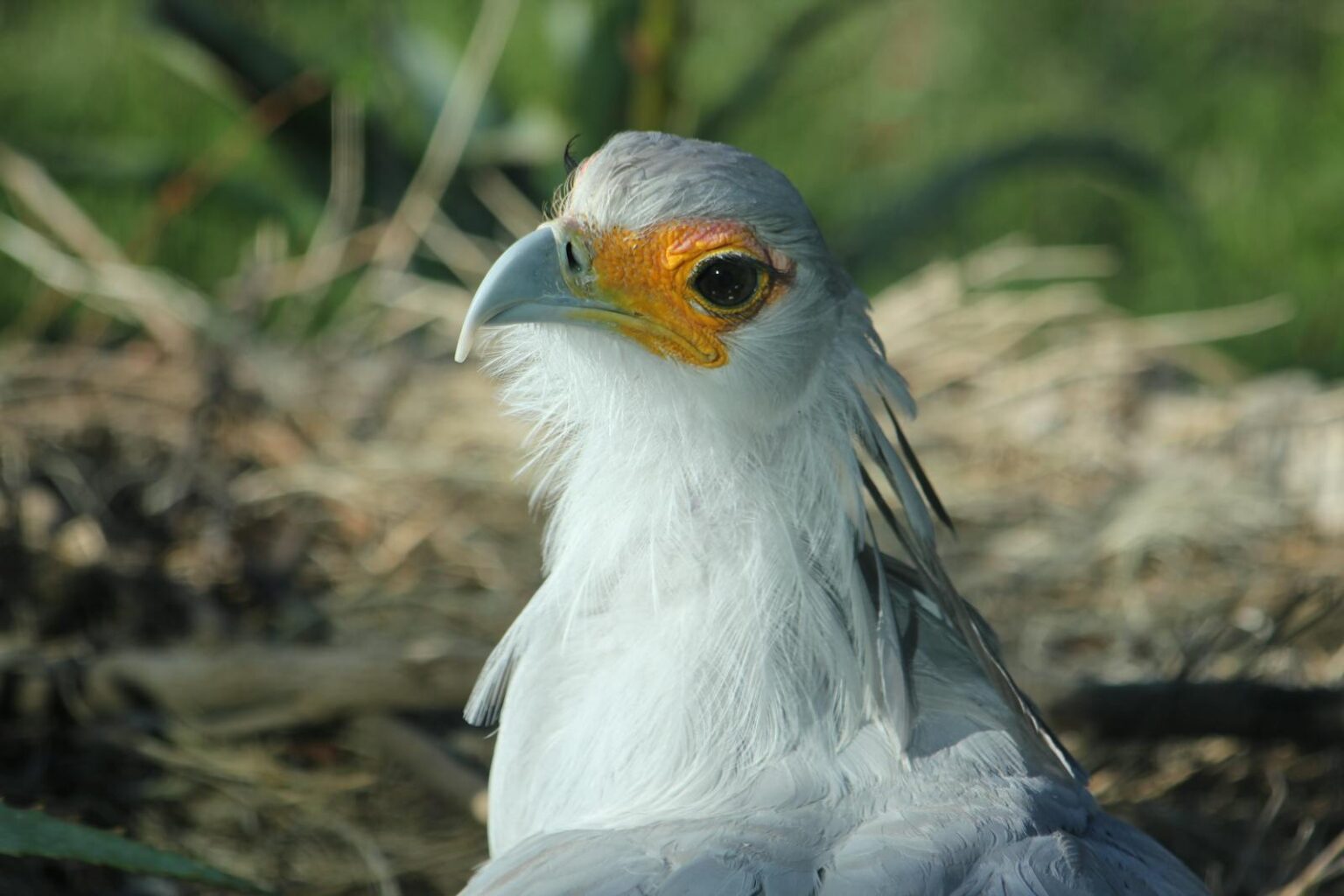 Meet the Bird With Eyelashes Longer Than Yours - bird-life.com