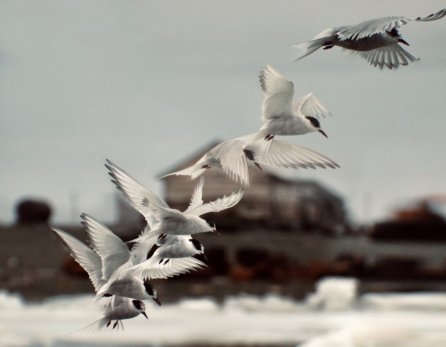 The Ultimate Guide to Understanding Arctic Terns Travel 44,000 Miles ...