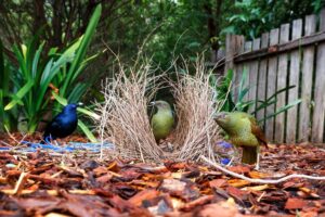 How the Bowerbird Uses Architecture to Find Love - bird-life.com