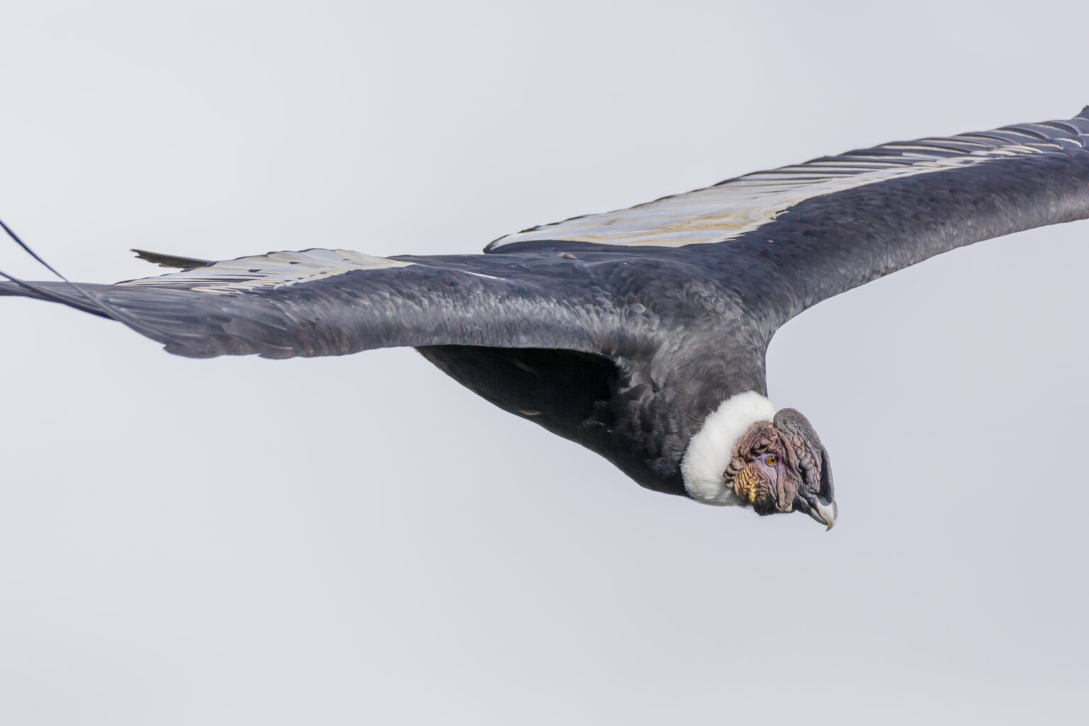 How the Andean Condor Stays Aloft for Hours - bird-life.com