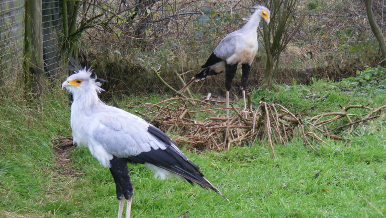 The Ultimate Guide to Understanding Why Secretary Birds Stomp Their ...