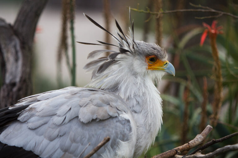 Meet the Bird With Eyelashes Longer Than Yours - bird-life.com