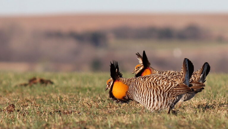 Why the Greater Prairie Chicken Performs a Booming Dance - bird-life.com