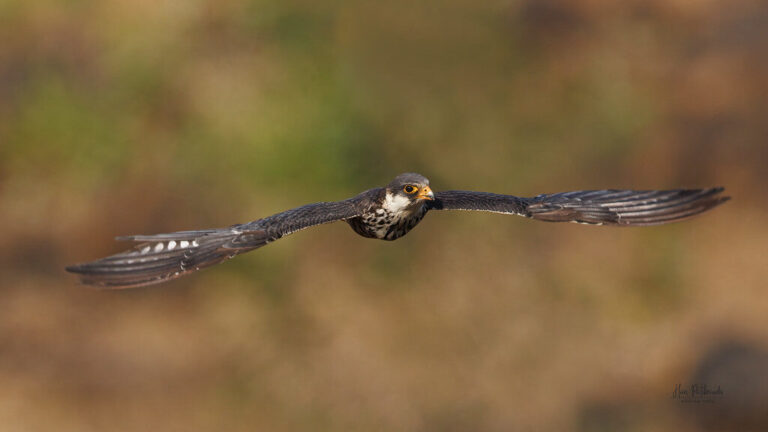 The Role of Daylight Changes in Triggering Migration - bird-life.com