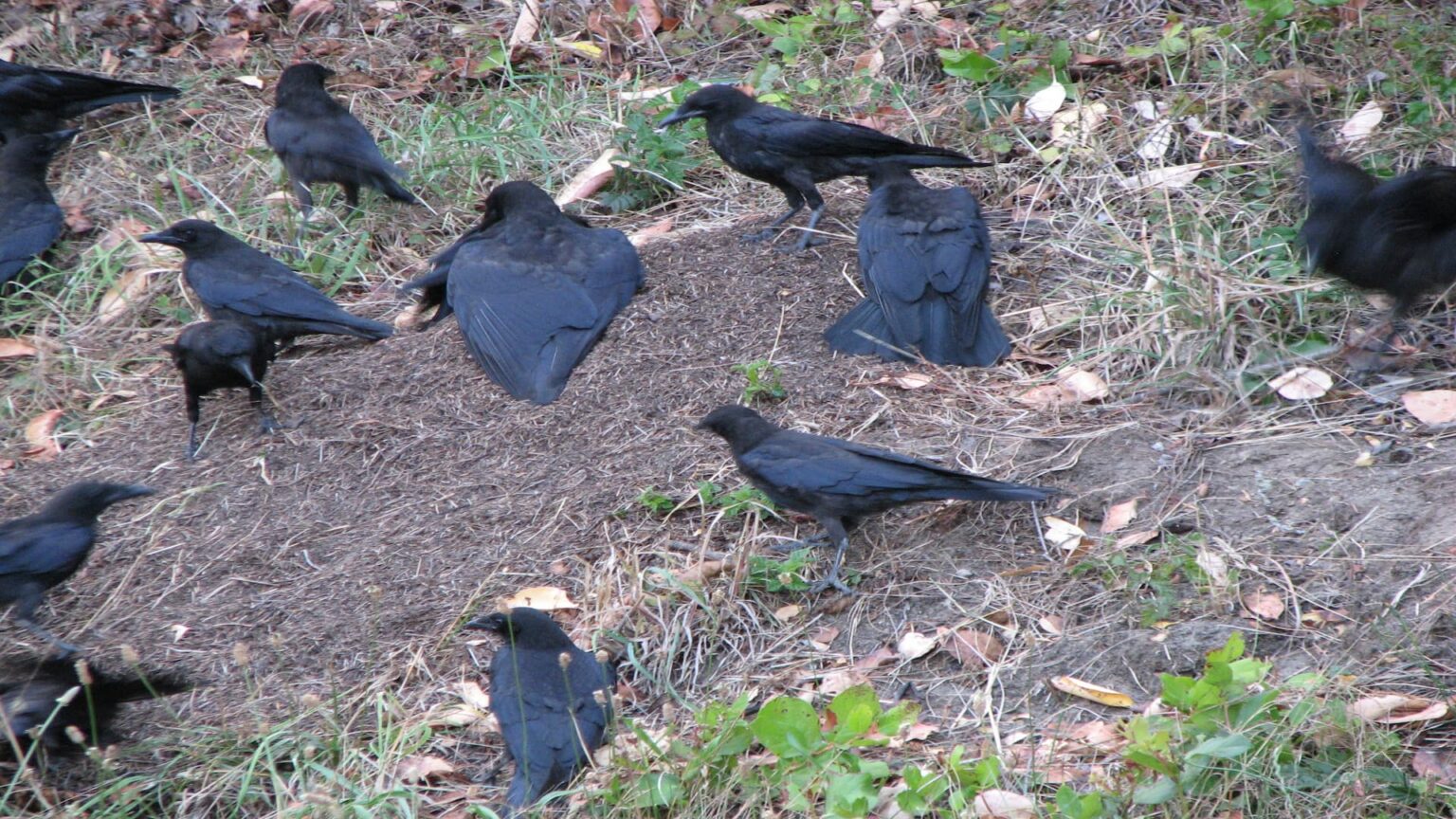 Why Birds Rub Ants on Their Feathers – The Secret of Anting - bird-life.com