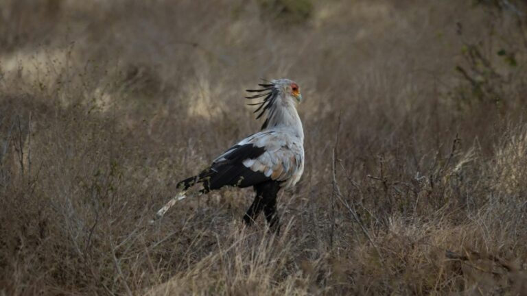 The Ultimate Guide to Understanding Why Secretary Birds Stomp Their ...
