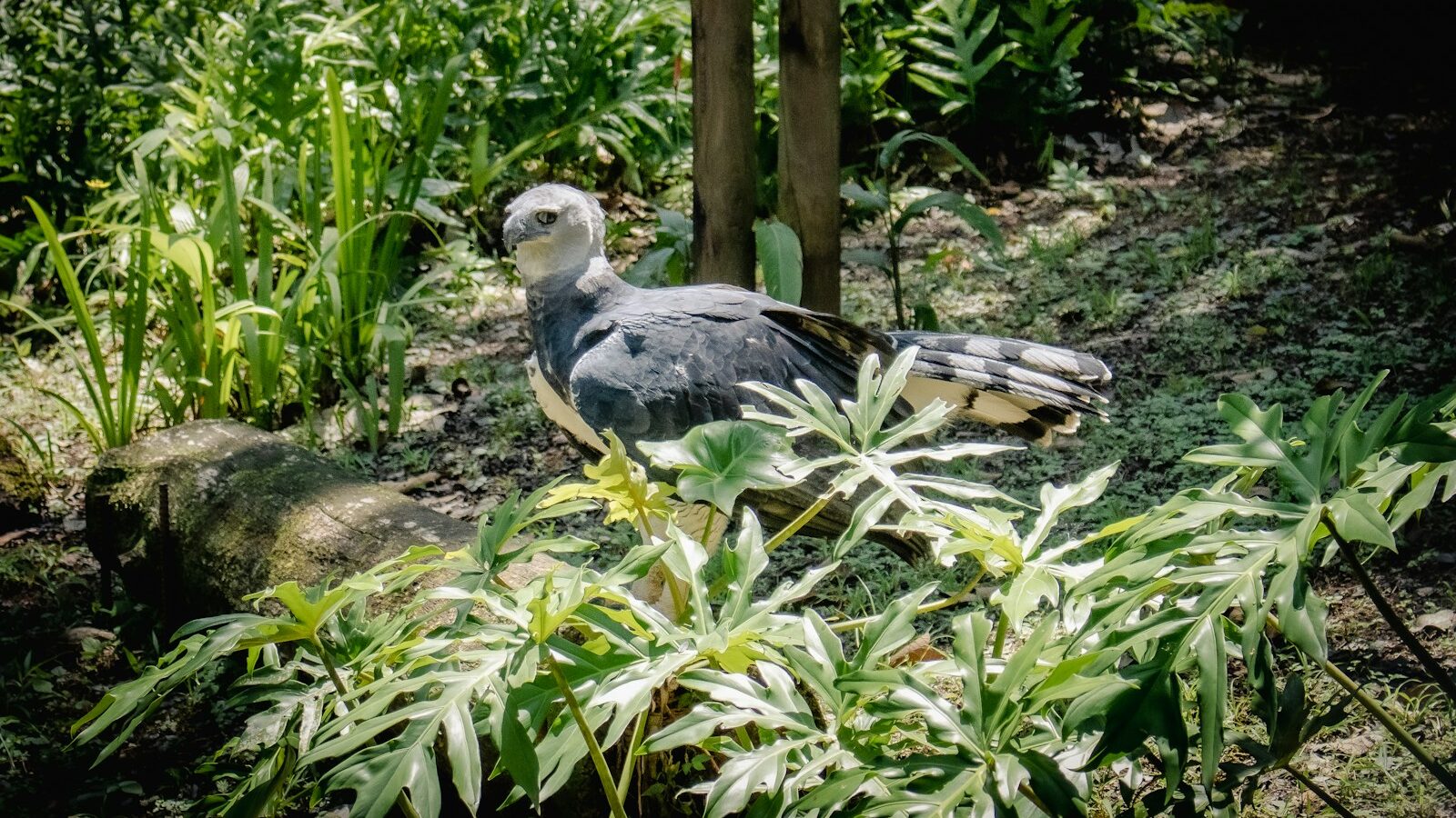 5 Forest Raptors You Rarely See — But They're There - bird-life.com