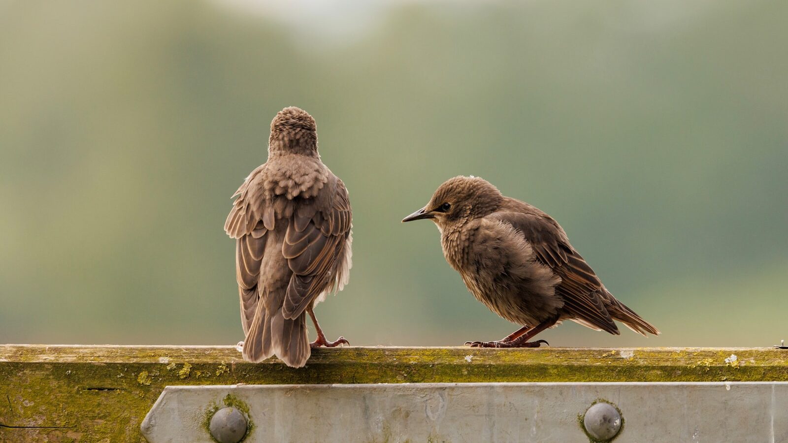 The Best Weather for Backyard Birdwatching - bird-life.com