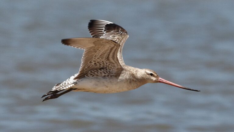 How Some Birds Sleep While Flying - bird-life.com