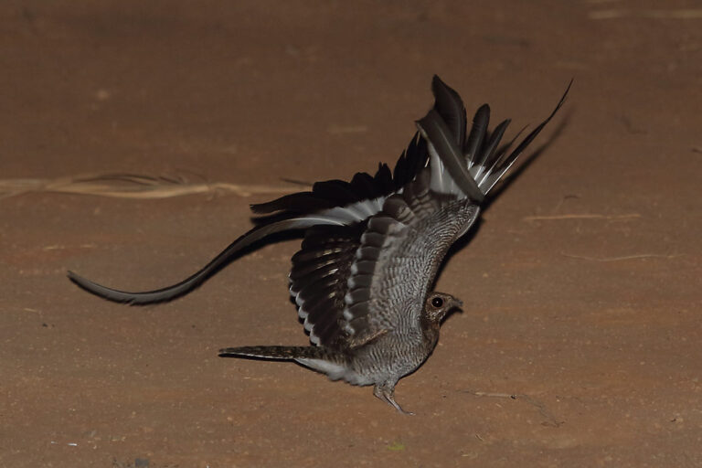 Hidden Facts About the Secretive Life of Nightjars That Might Surprise ...