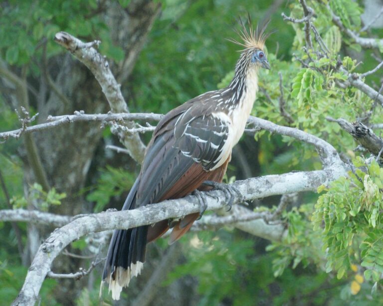 Why the Hoatzin Is Called the “Stinkbird” - bird-life.com