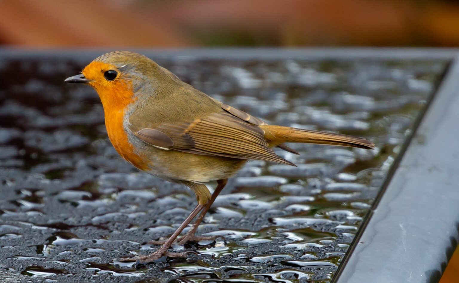 How Do Birds Sense Magnetic Fields? - bird-life.com