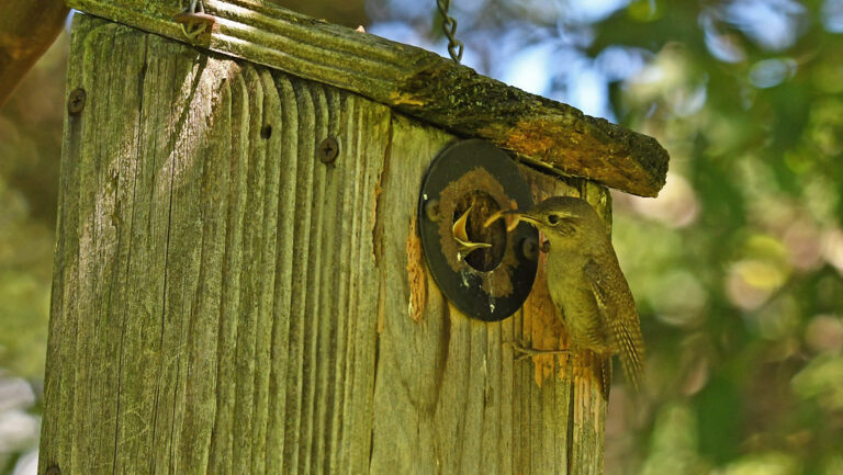 How Building a Nesting Box for Wrens Are Changing the Way We Birdwatch ...