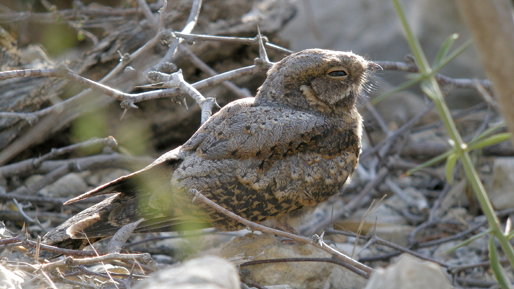 The Ultimate Guide to Understanding the Secretive Life of Nightjars ...