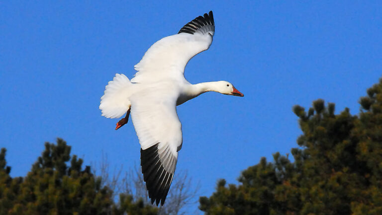How to ID Birds by Their Wing Shapes - bird-life.com