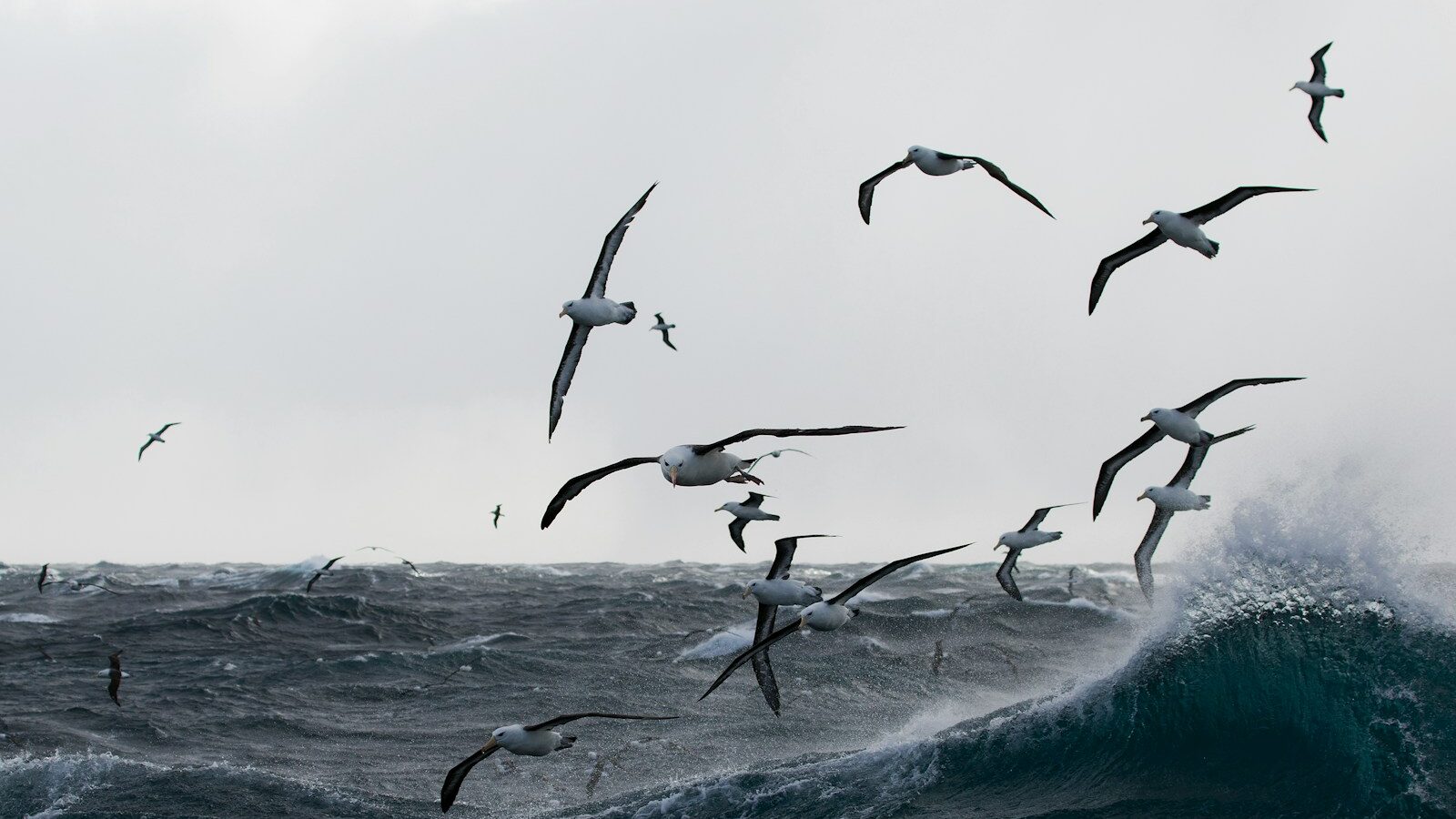 The Bird That Glides for Hours Over the Ocean - bird-life.com