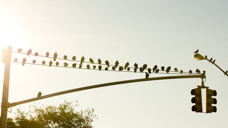 What It Means When Birds Line Up on a Wire - bird-life.com