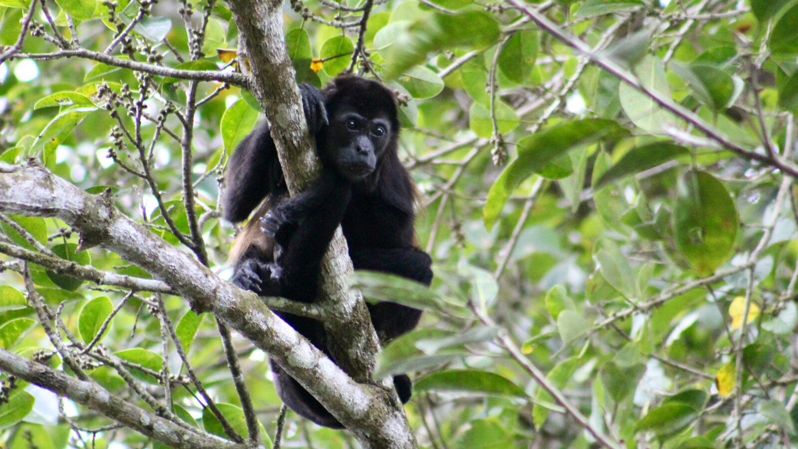 Top 10 Harpy Eagle Talon Facts Every Birdwatcher Should Know - bird ...