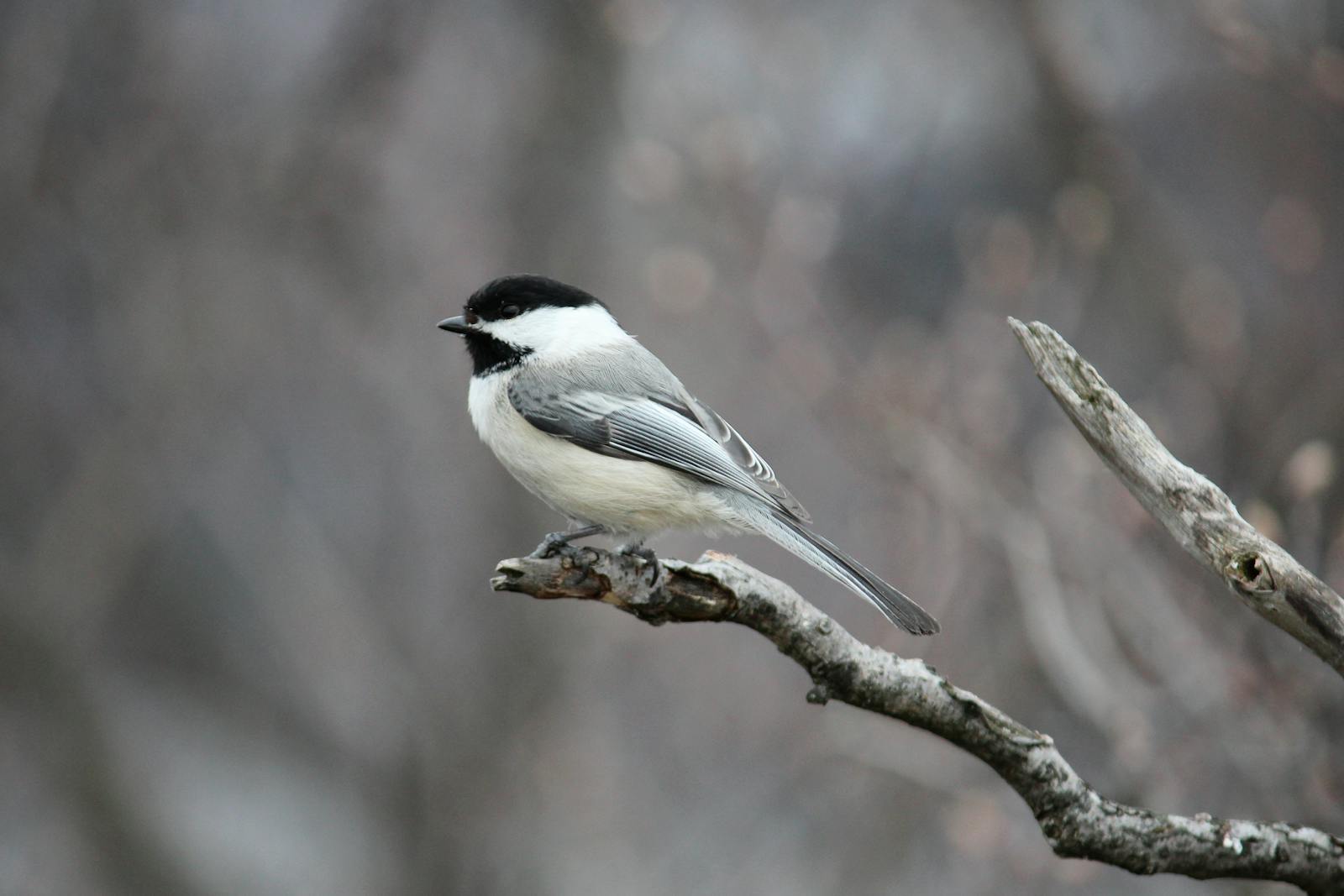 Regional Dialects in Bird Calls – A Global Map - bird-life.com