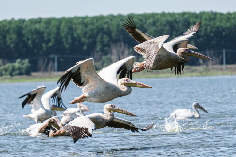 How to ID Birds by Their Wing Shapes - bird-life.com