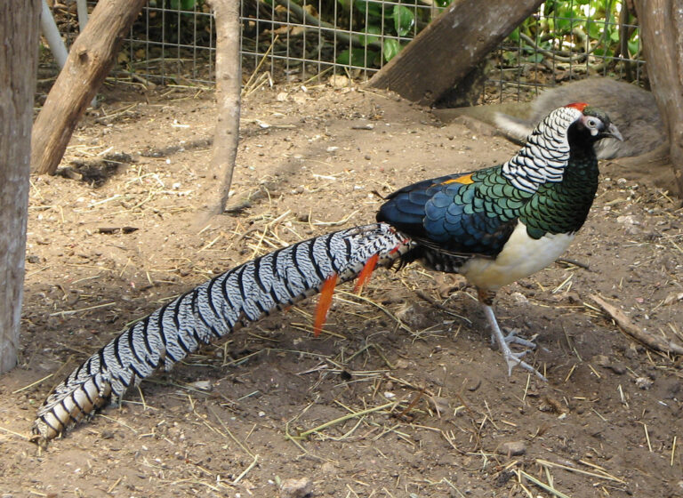 The Challenges of Reintroducing Captive Birds to the Wild - bird-life.com