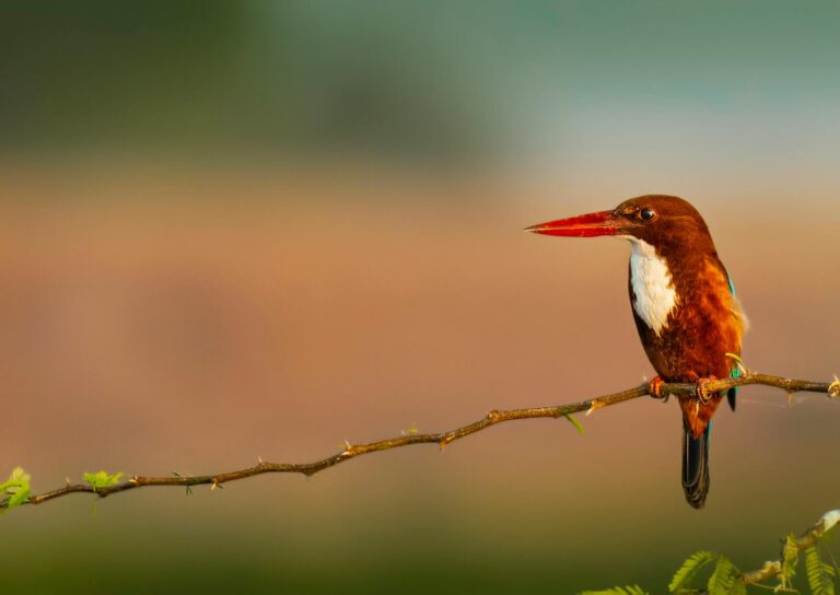 The Sharpest Beak in the Bird World - bird-life.com