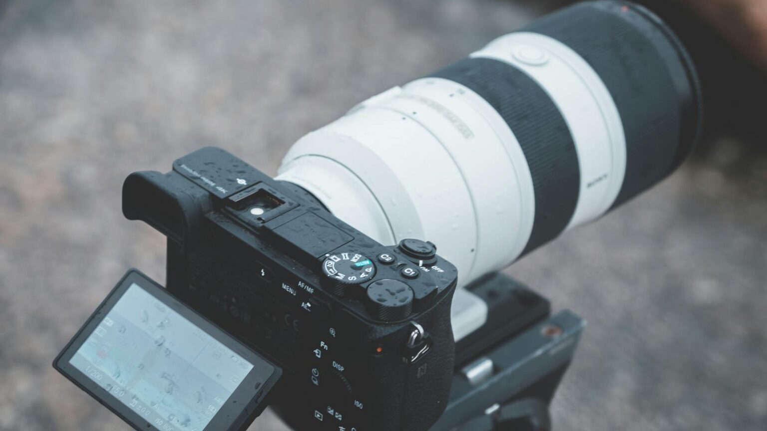 How to Get Birds to Eat From Your Hand Without Scaring Them Off - bird ...