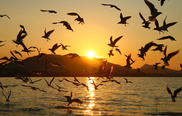 The Role of Magnetic Fields in Bird Navigation - bird-life.com