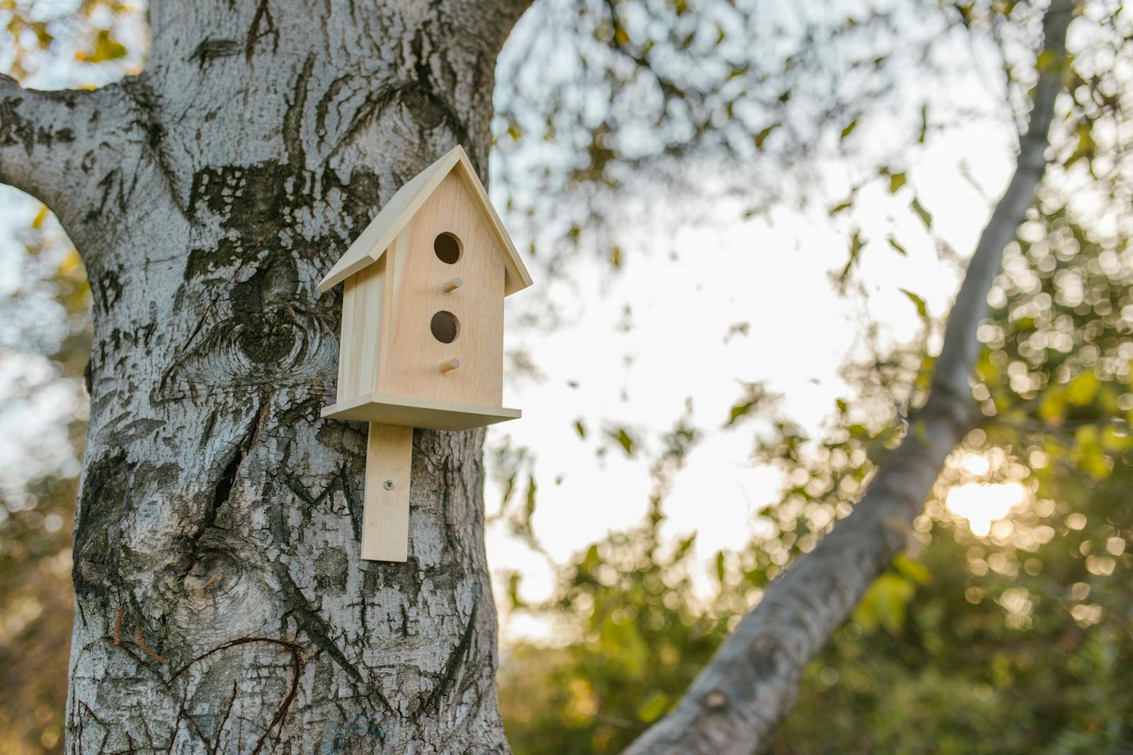 How to Make a DIY Bird Shelter for Harsh Weather - bird-life.com