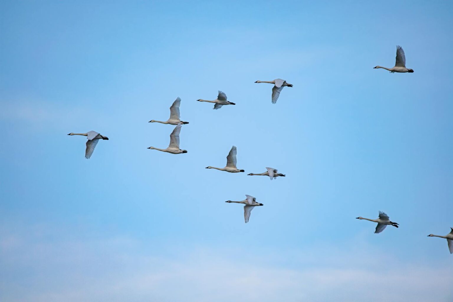 Why Geese Fly in a V-Formation and How It Saves Energy - bird-life.com