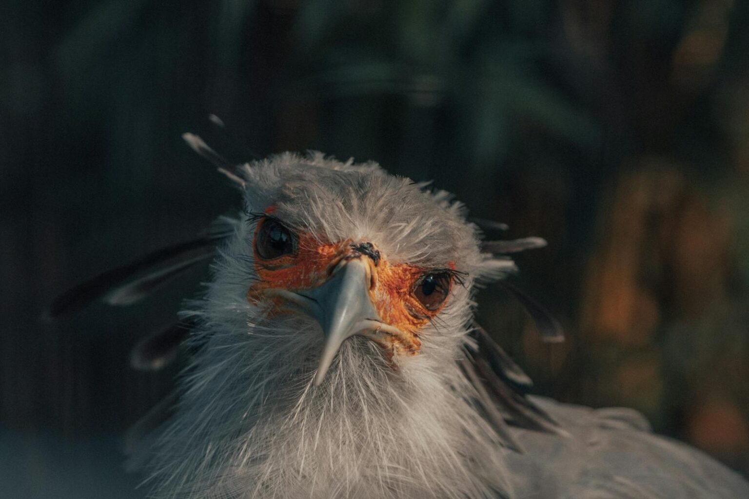 Meet the Bird With Eyelashes Longer Than Yours - bird-life.com