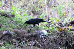 Why Some Birds Are Attracted to Shiny Objects - bird-life.com