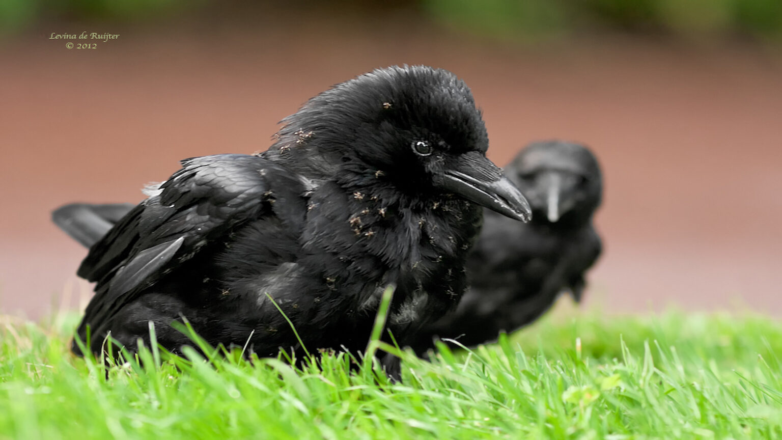 Why Birds Rub Ants on Their Feathers – The Secret of Anting - bird-life.com