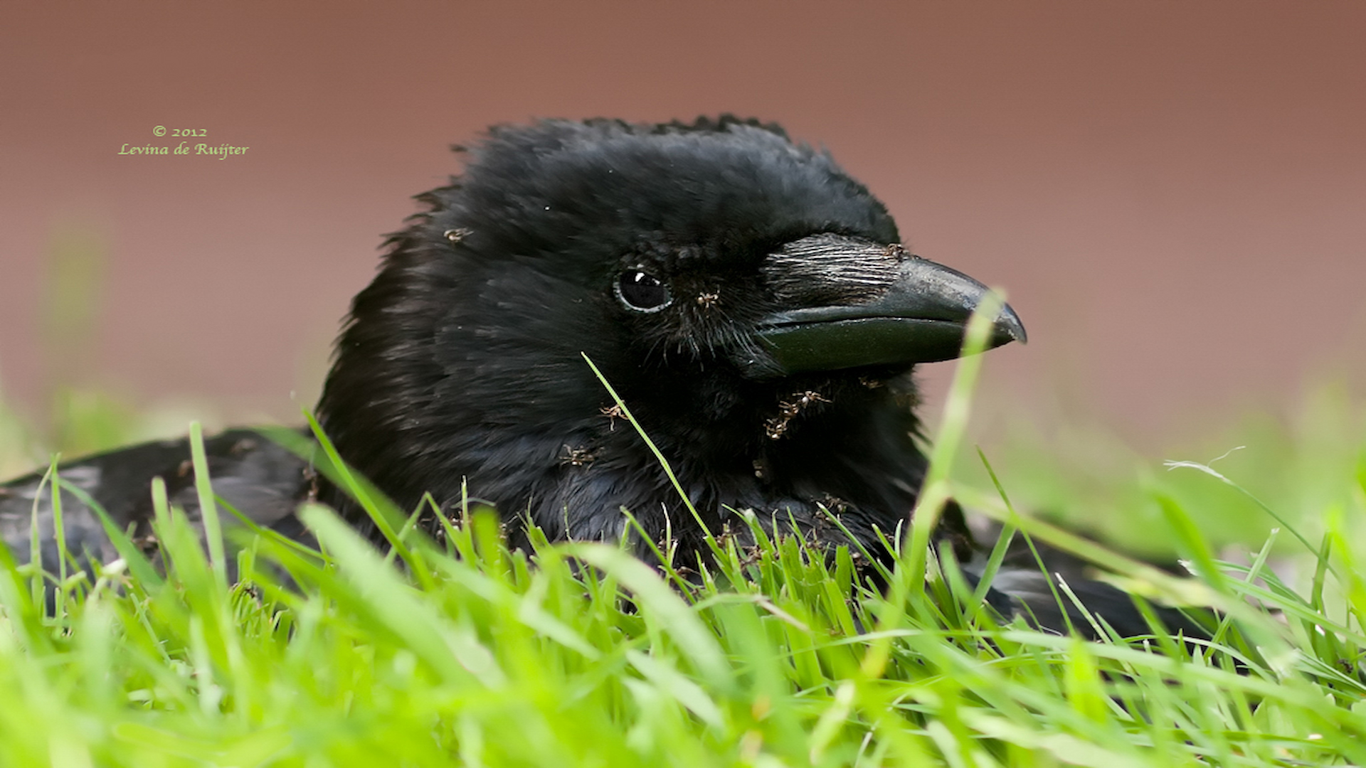 Why Birds Rub Ants on Their Feathers – The Secret of Anting - bird-life.com