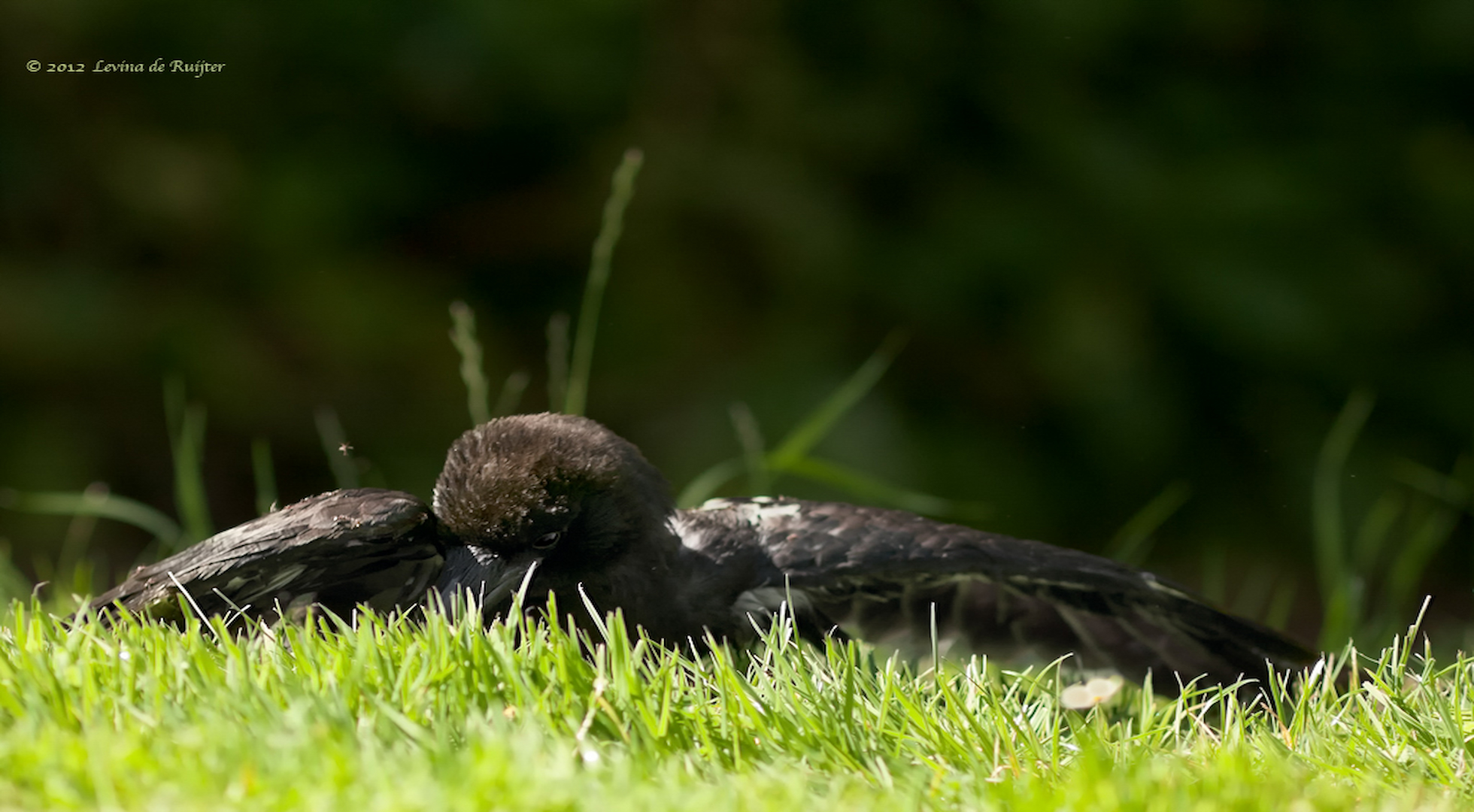 Why Birds Rub Ants on Their Feathers – The Secret of Anting - bird-life.com