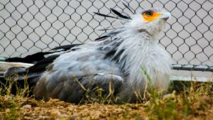Hidden Facts About Why Secretary Birds Stomp Their Prey That Might ...