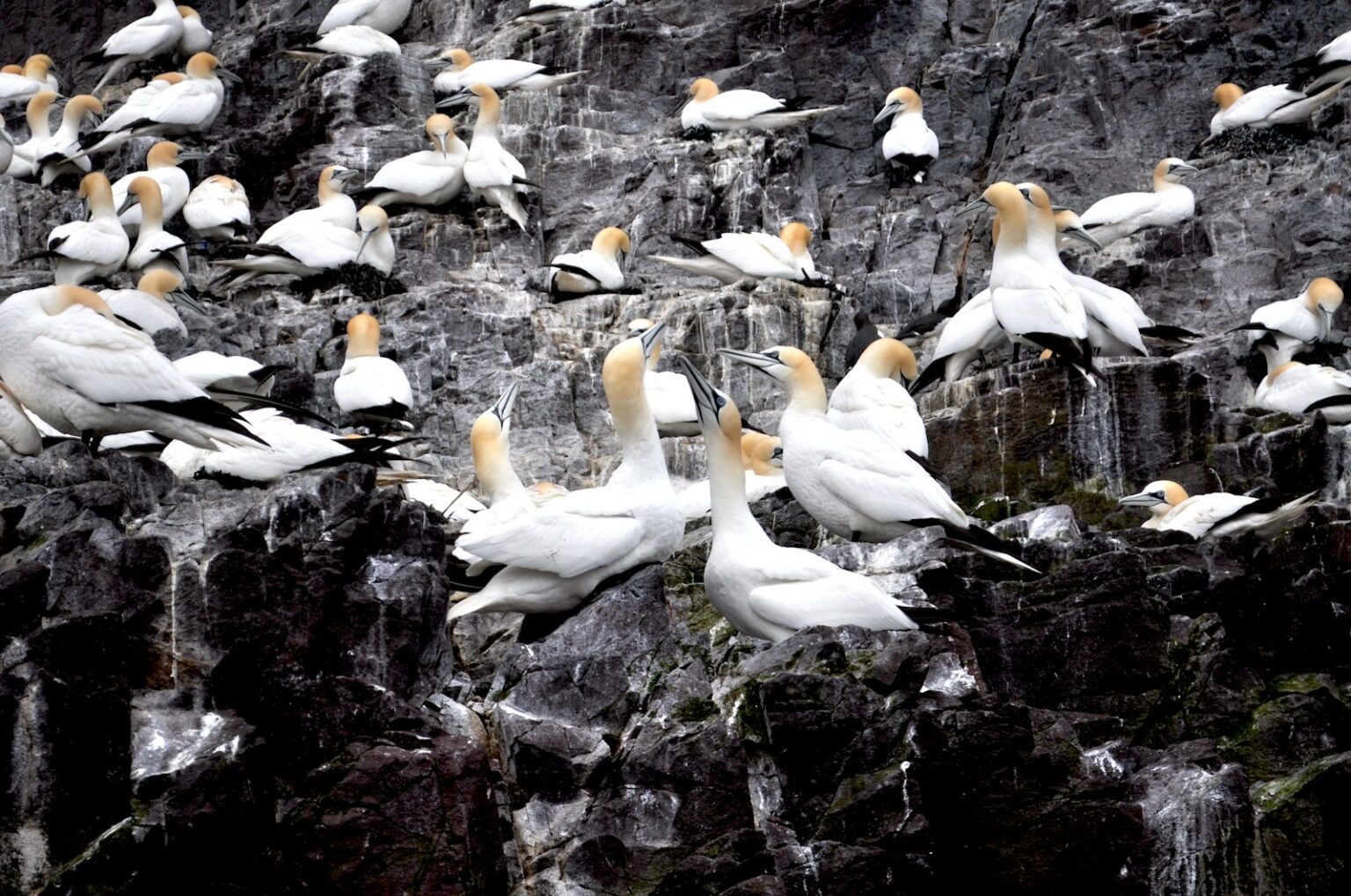 Why Some Birds Skip Migration Entirely - bird-life.com